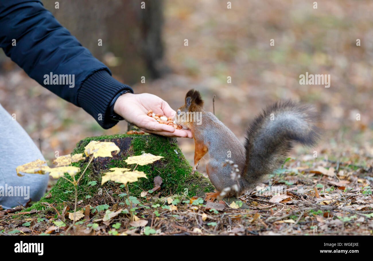 Little grey squirrel eats food from a person hand Stock Photo - Alamy