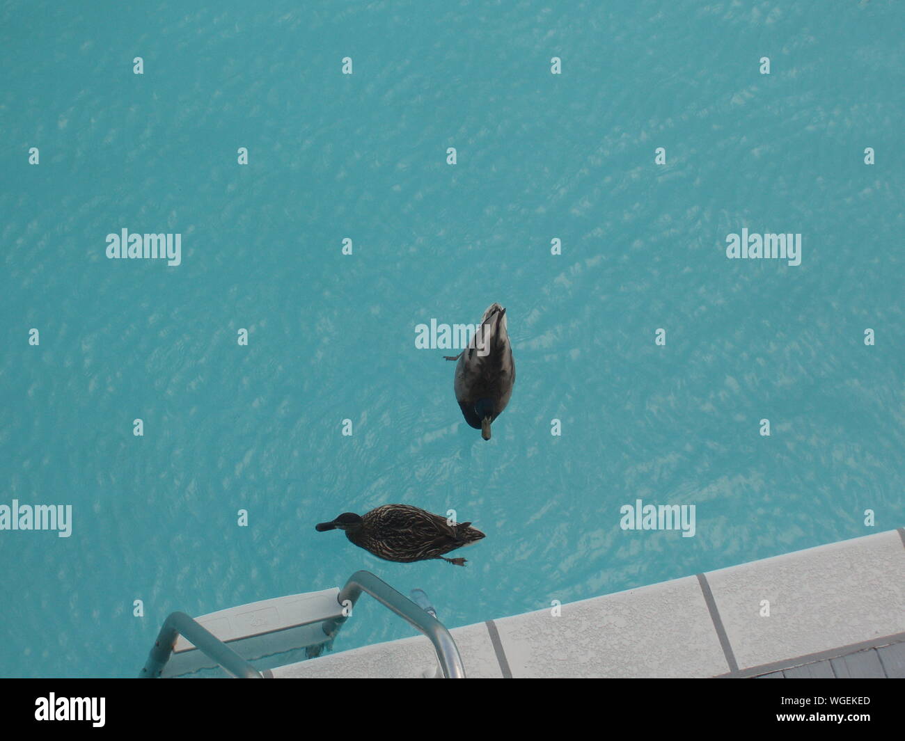 Two ducks swimming in pool hi-res stock photography and images - Alamy