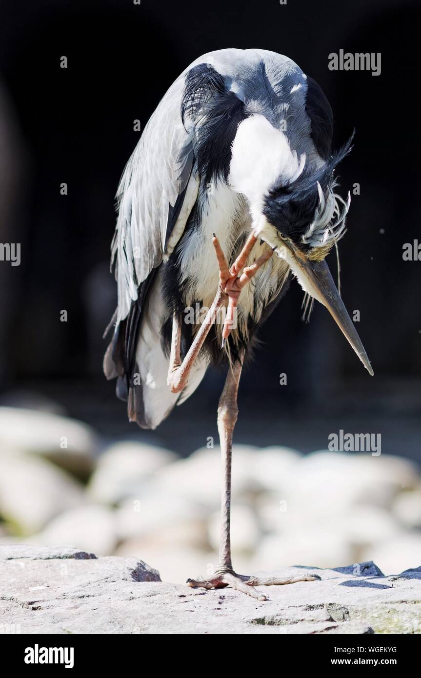 Heron with one leg hi-res stock photography and images - Alamy