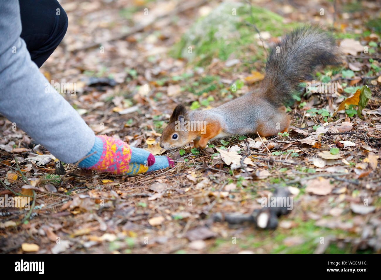Little grey squirrel eats food from a person hand Stock Photo - Alamy