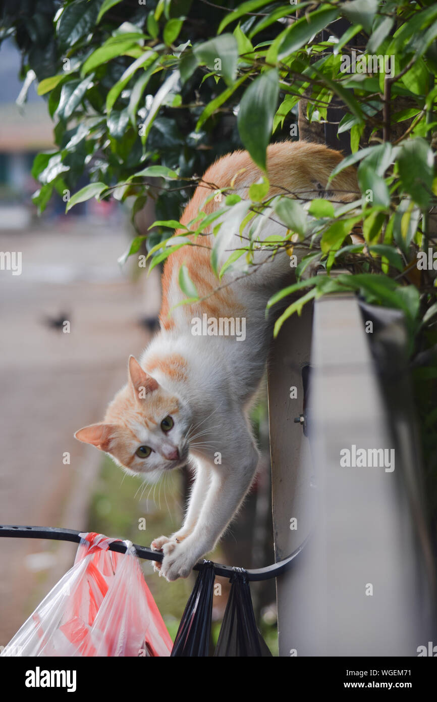 Cat Moving High Resolution Stock Photography and Images - Alamy