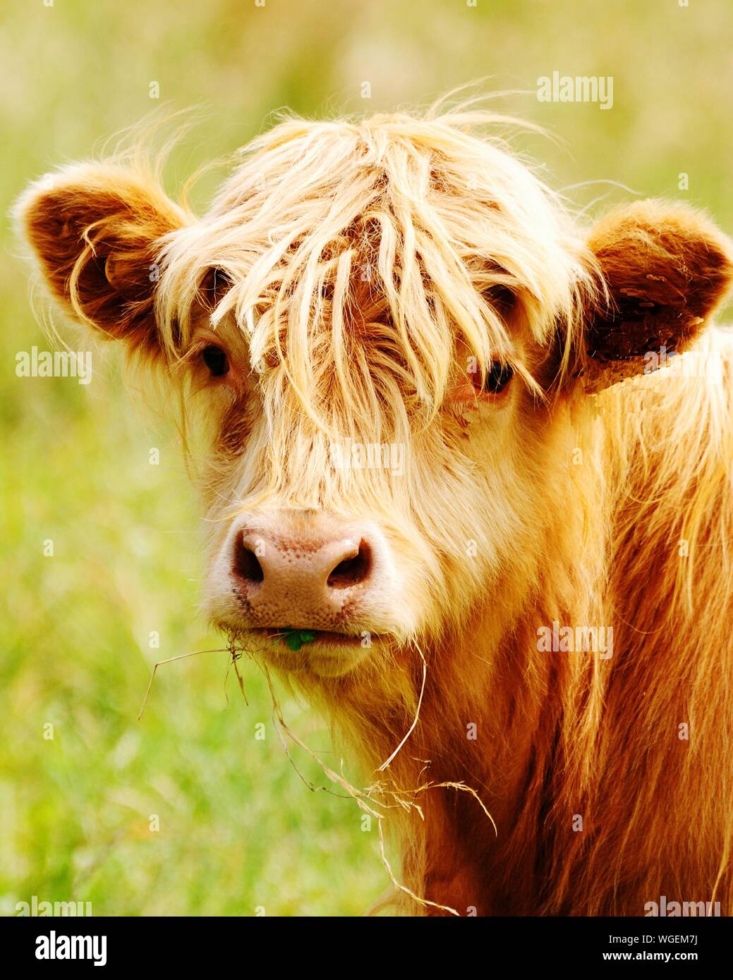 Highland cow front view hi-res stock photography and images - Alamy