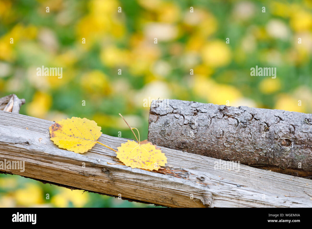 Log tree yellow hi-res stock photography and images - Alamy