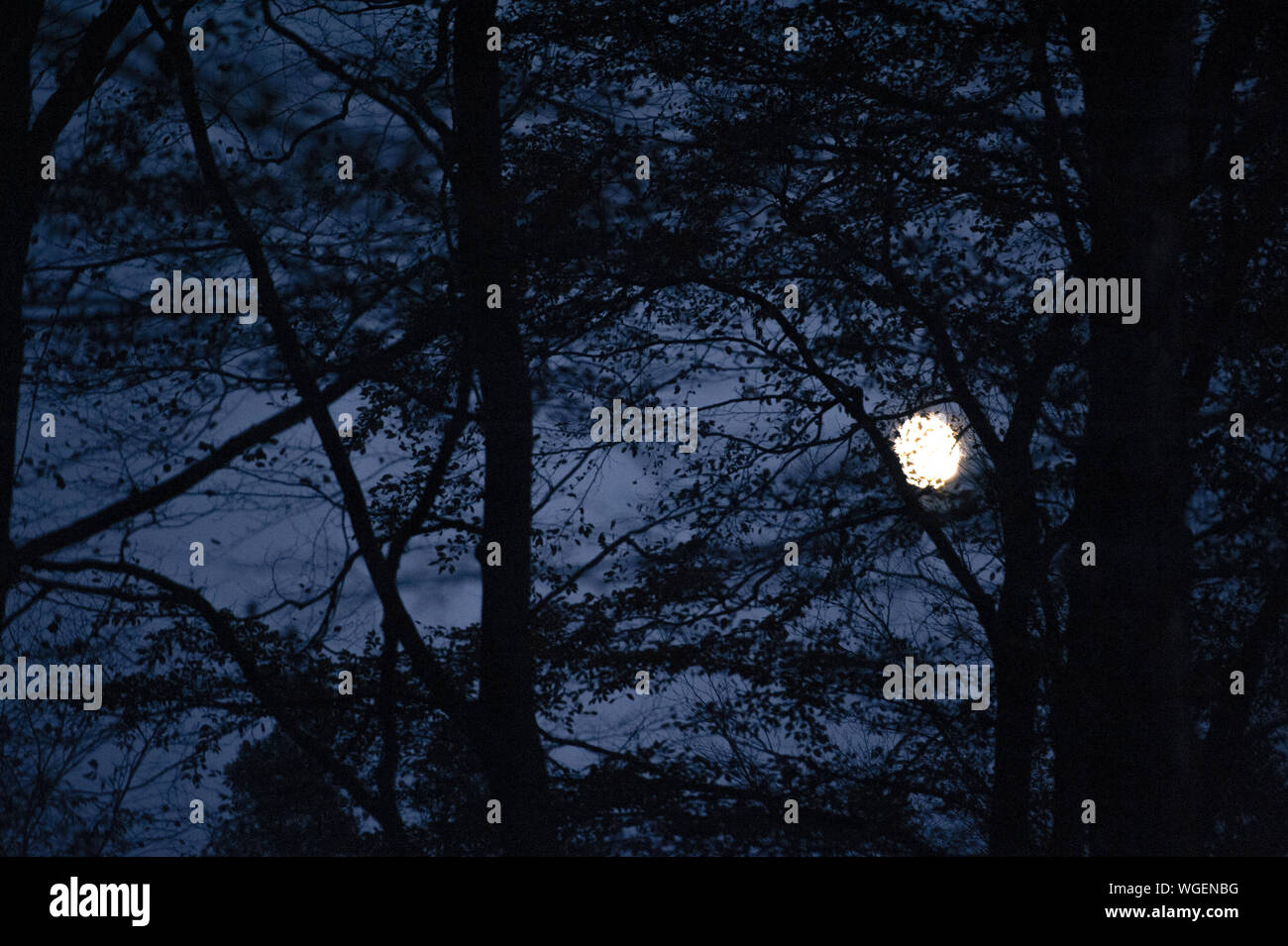 Full moon night in jungle hi-res stock photography and images - Alamy