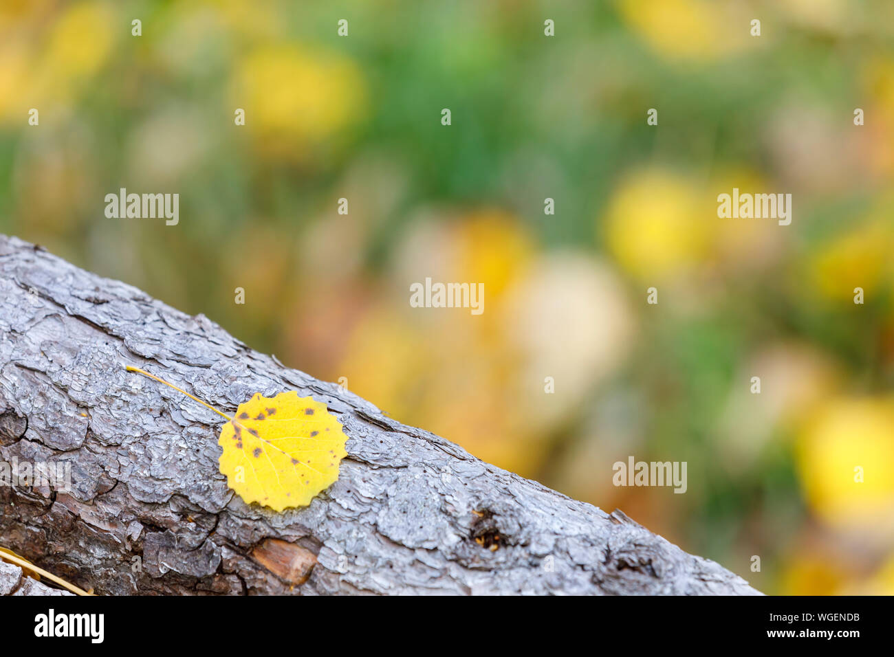 Round yellow birch tree leaf on a tree log Stock Photo - Alamy