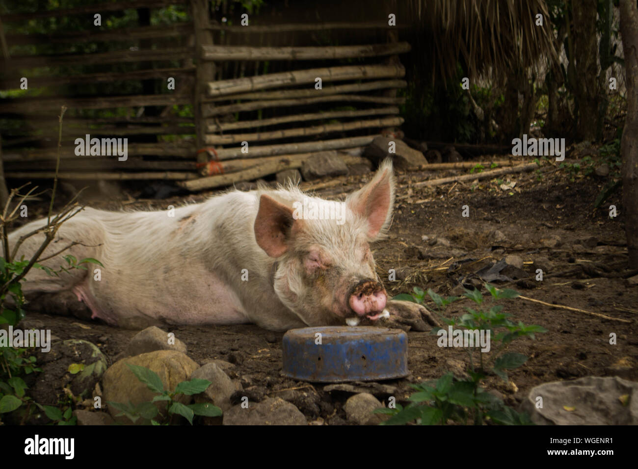 Sleeping farm animals hi-res stock photography and images - Alamy
