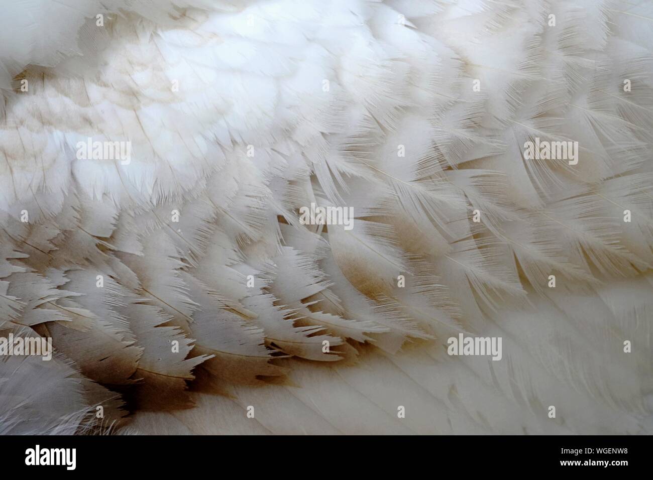 Animal wing hi-res stock photography and images - Alamy