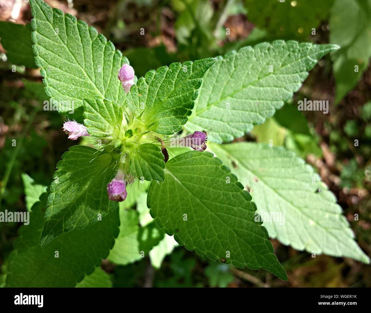 Purple flower buds hi-res stock photography and images - Alamy