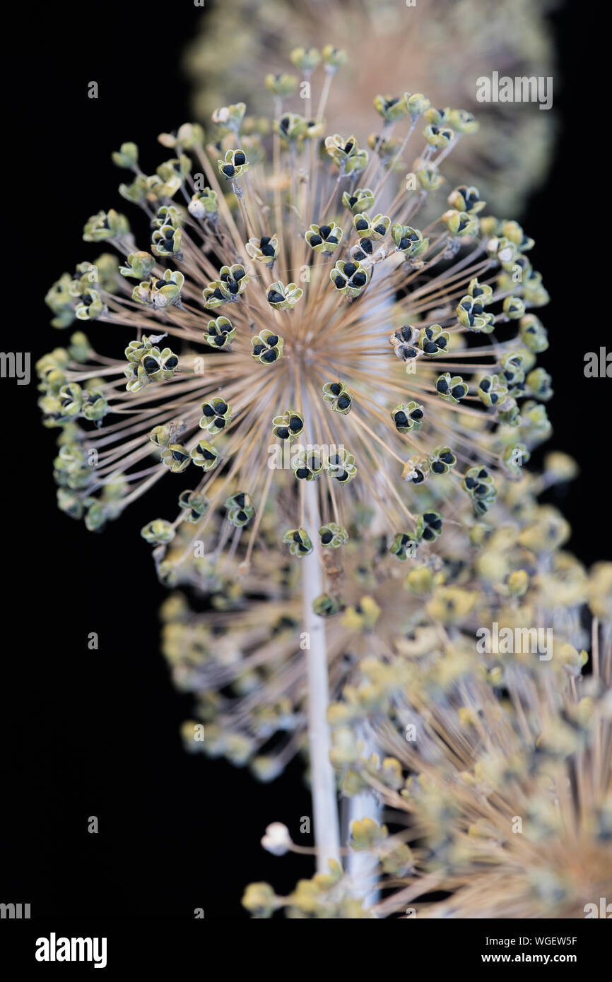 Allium seeds hi-res stock photography and images - Alamy