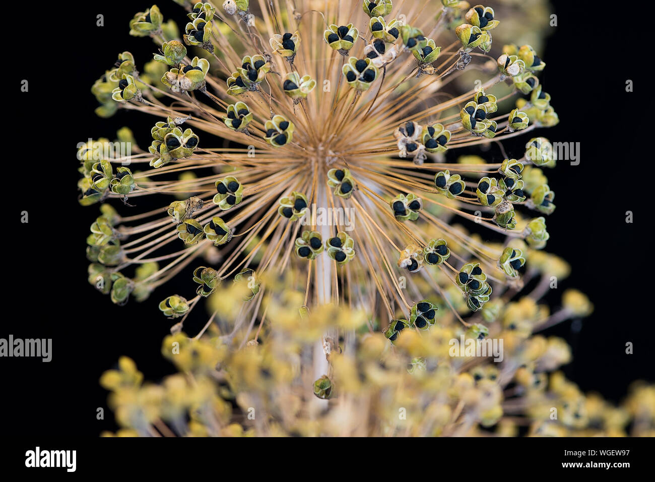 Allium seeds hi-res stock photography and images - Alamy