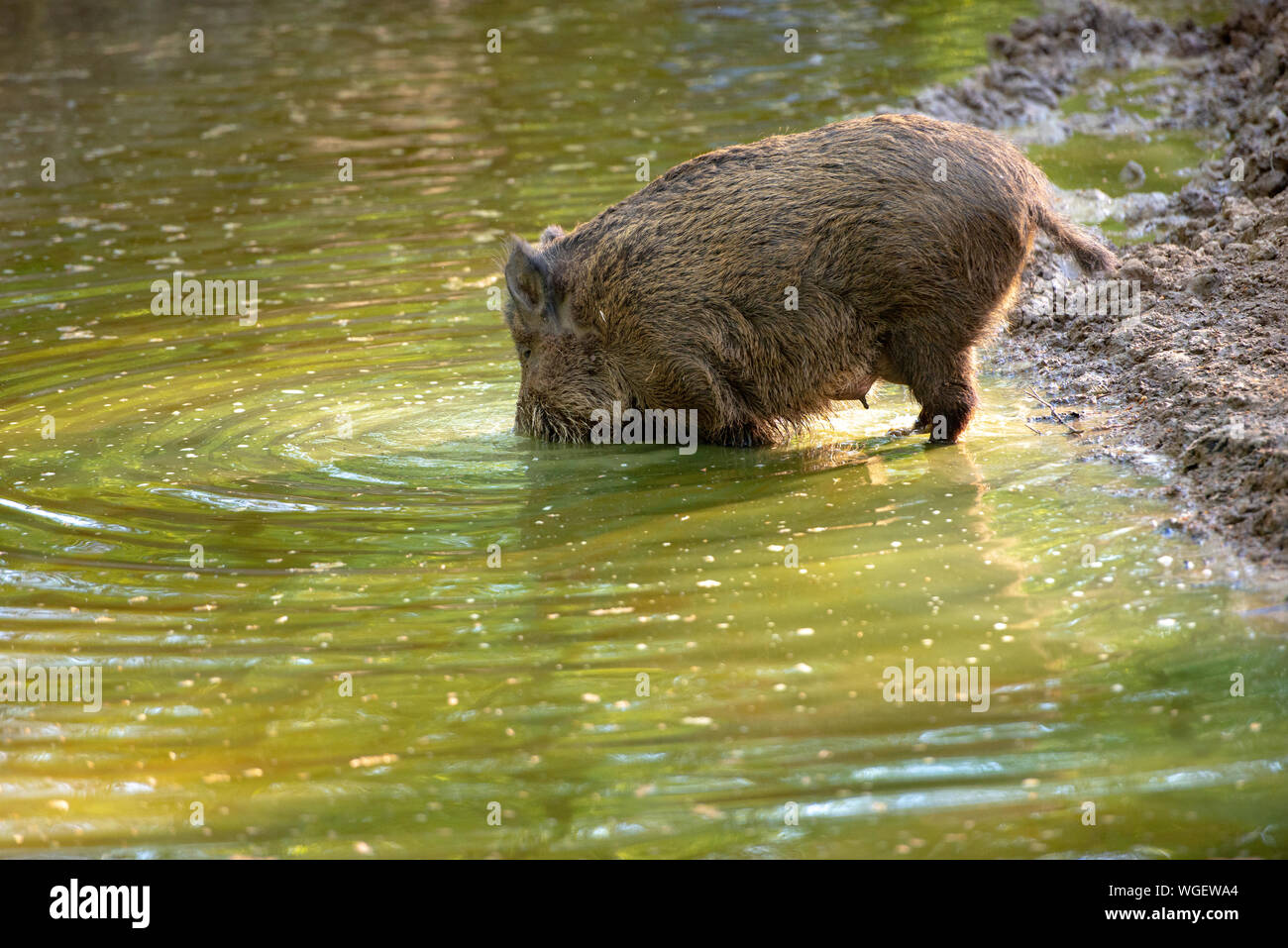 Wild board female drink water from a puddle Stock Photo - Alamy
