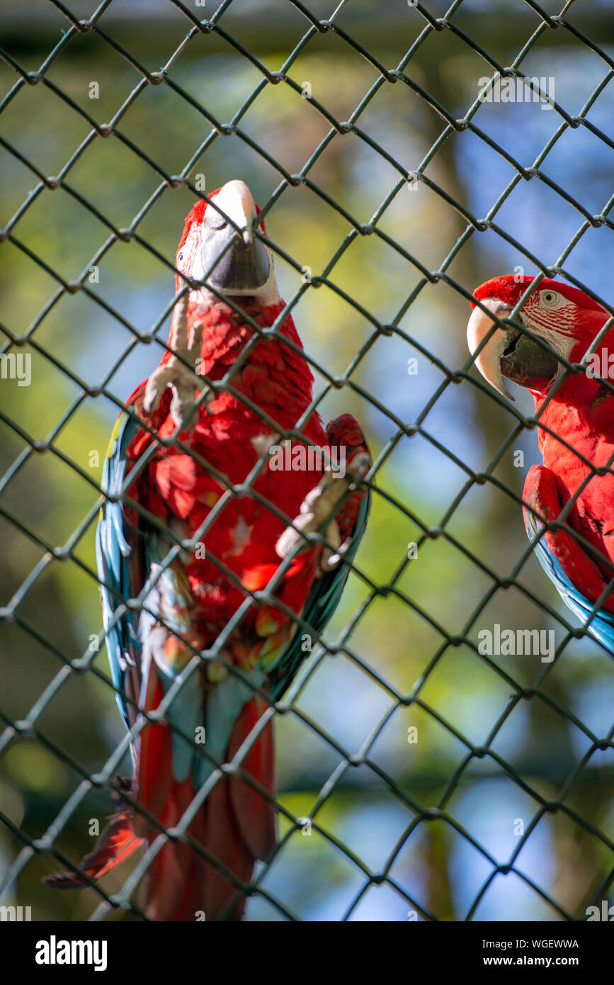 Portrait of a two parrots in front of the camera Stock Photo - Alamy