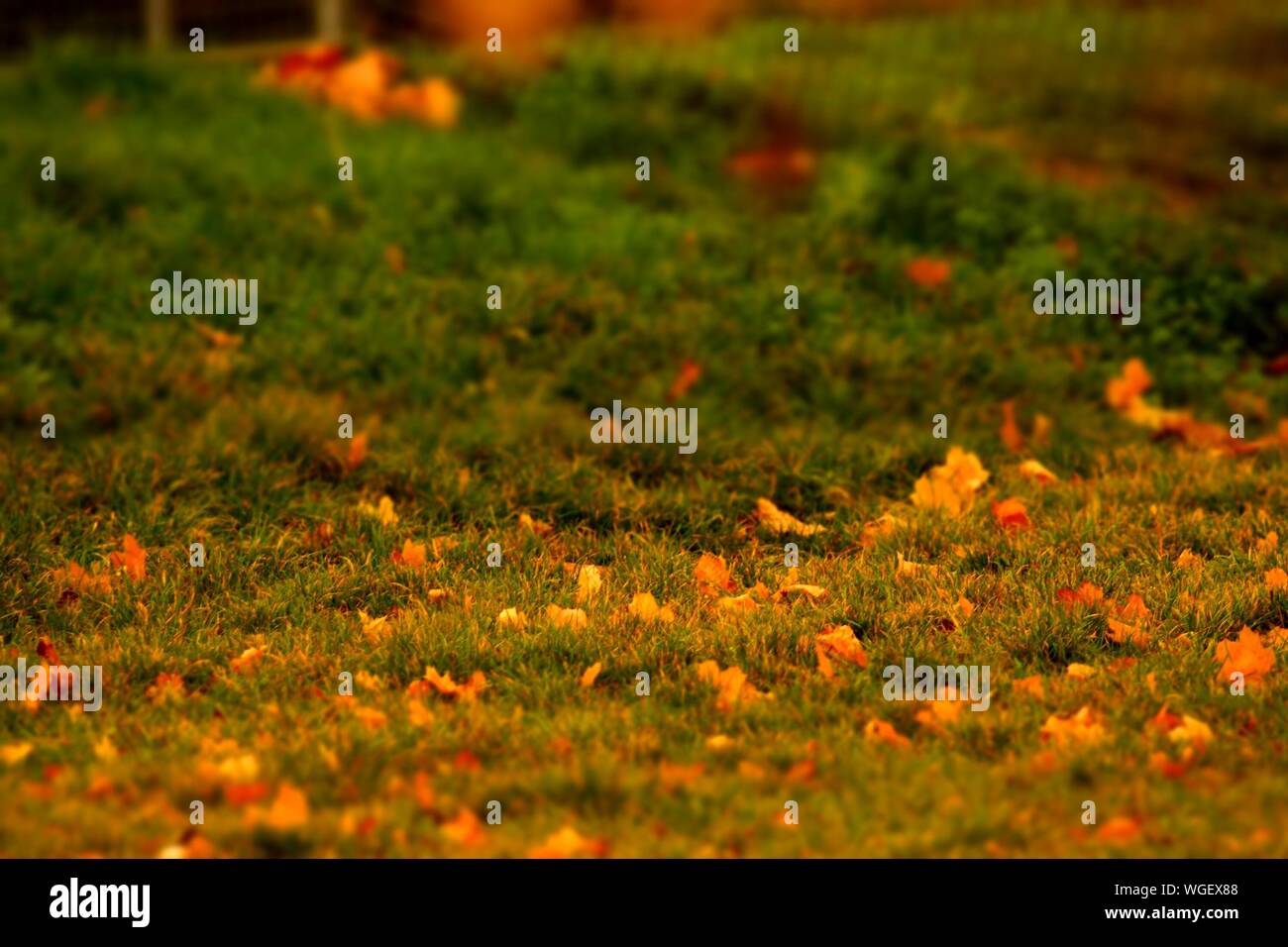 Field Maple Flowers High Resolution Stock Photography and Images - Alamy