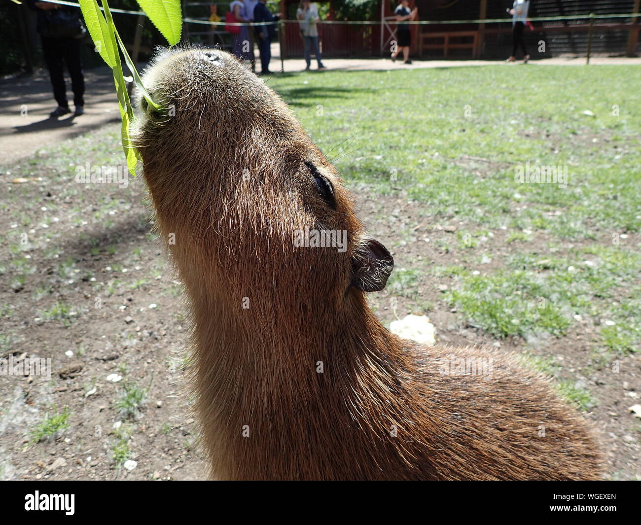 Kapibara animal hi-res stock photography and images - Alamy