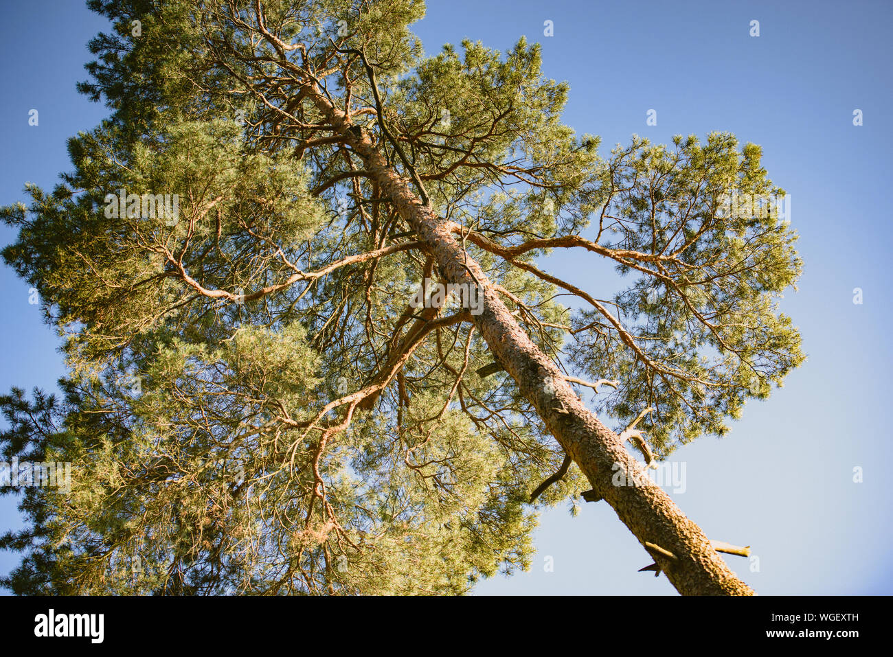 Pine Tree isolated on a blue background. Clear sky Stock Photo - Alamy