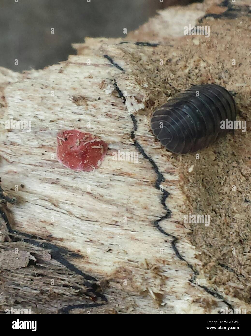 Sow Bug High Resolution Stock Photography and Images - Alamy
