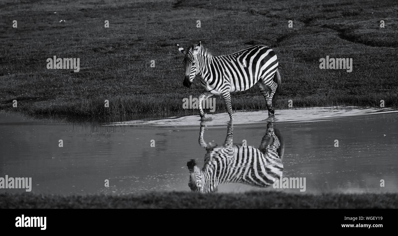 Zebra symmetry hi-res stock photography and images - Alamy