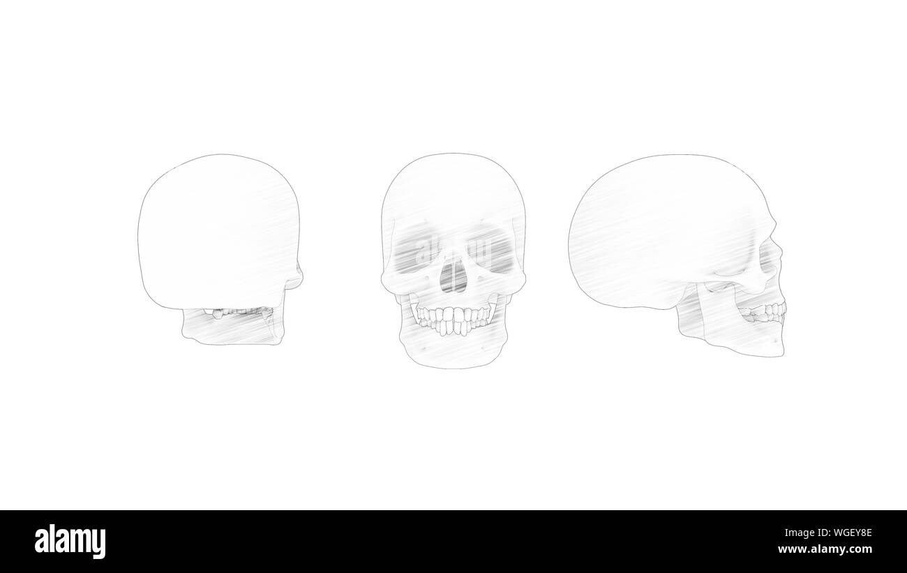 3d rendering of a human skull isolated in white studio background Stock ...