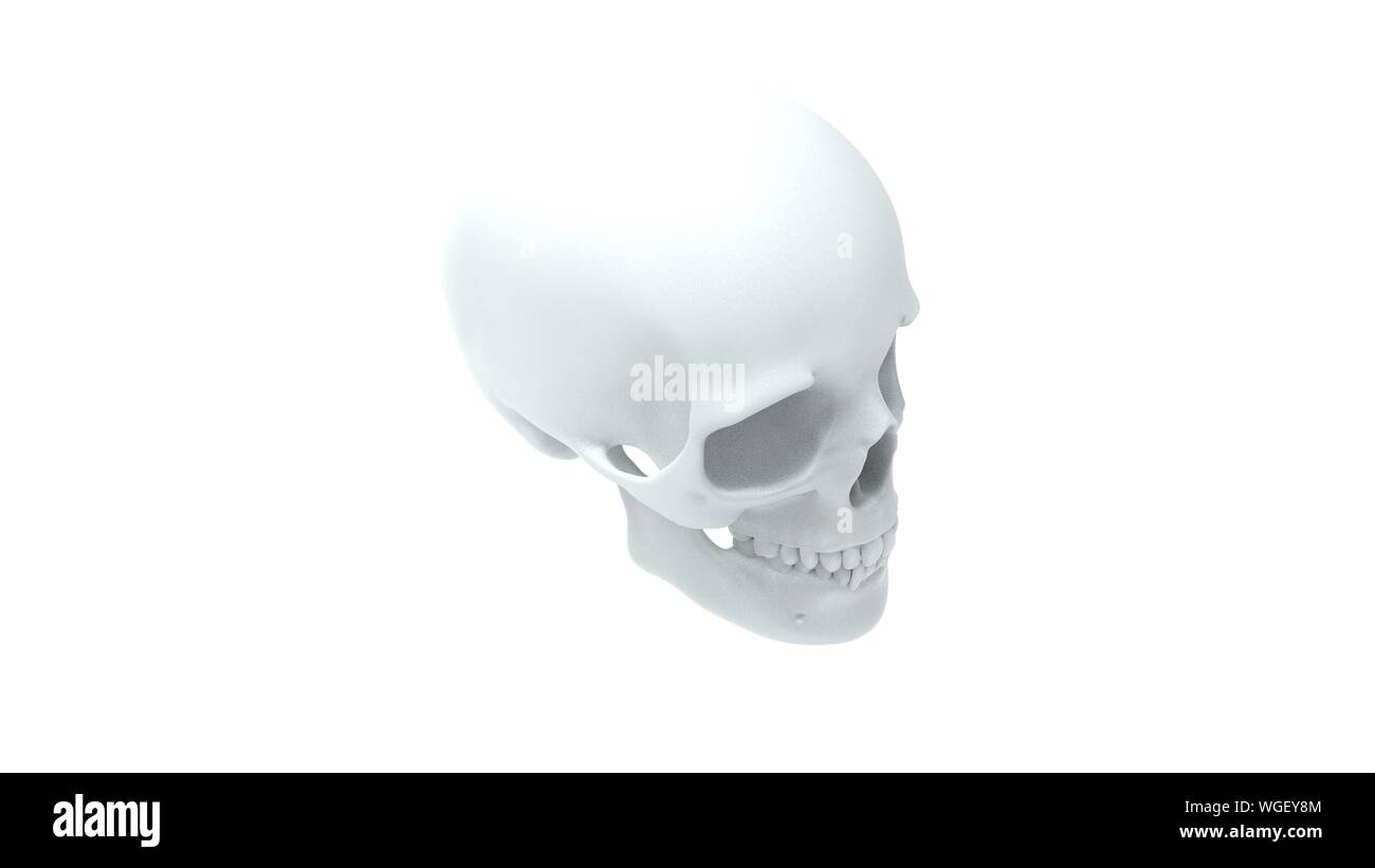 3d rendering of a human skull isolated in white studio background Stock ...