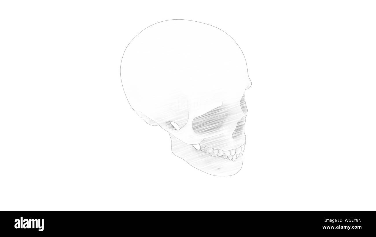 3d rendering of a human skull isolated in white studio background Stock ...