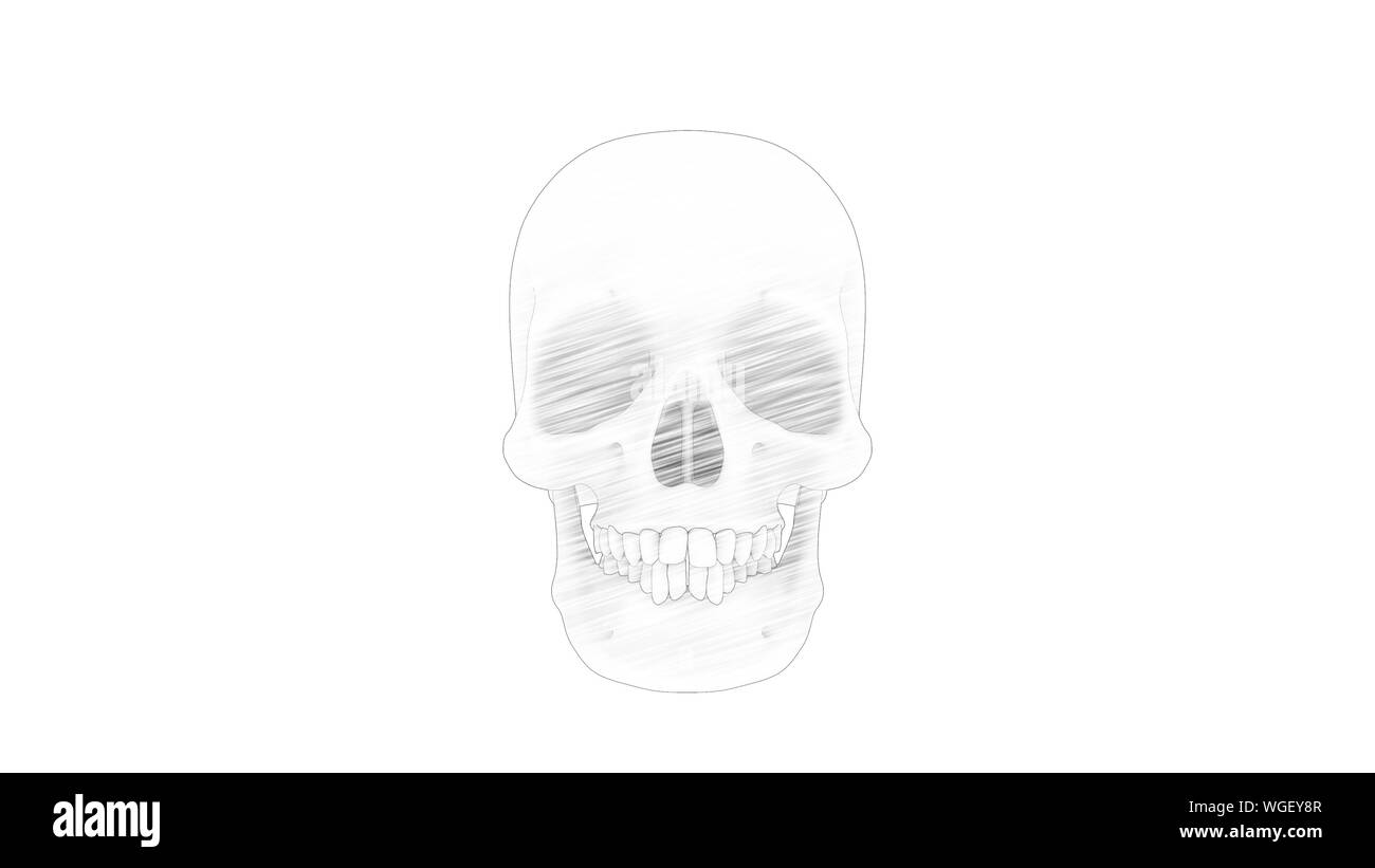 3d rendering of a human skull isolated in white studio background Stock ...