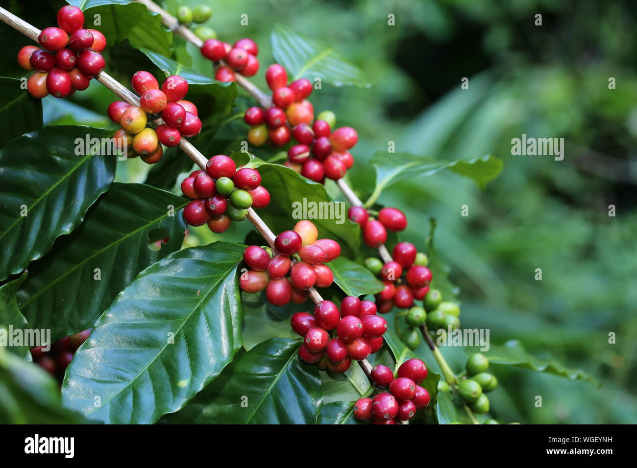Ripe coffee cherry hi-res stock photography and images - Alamy