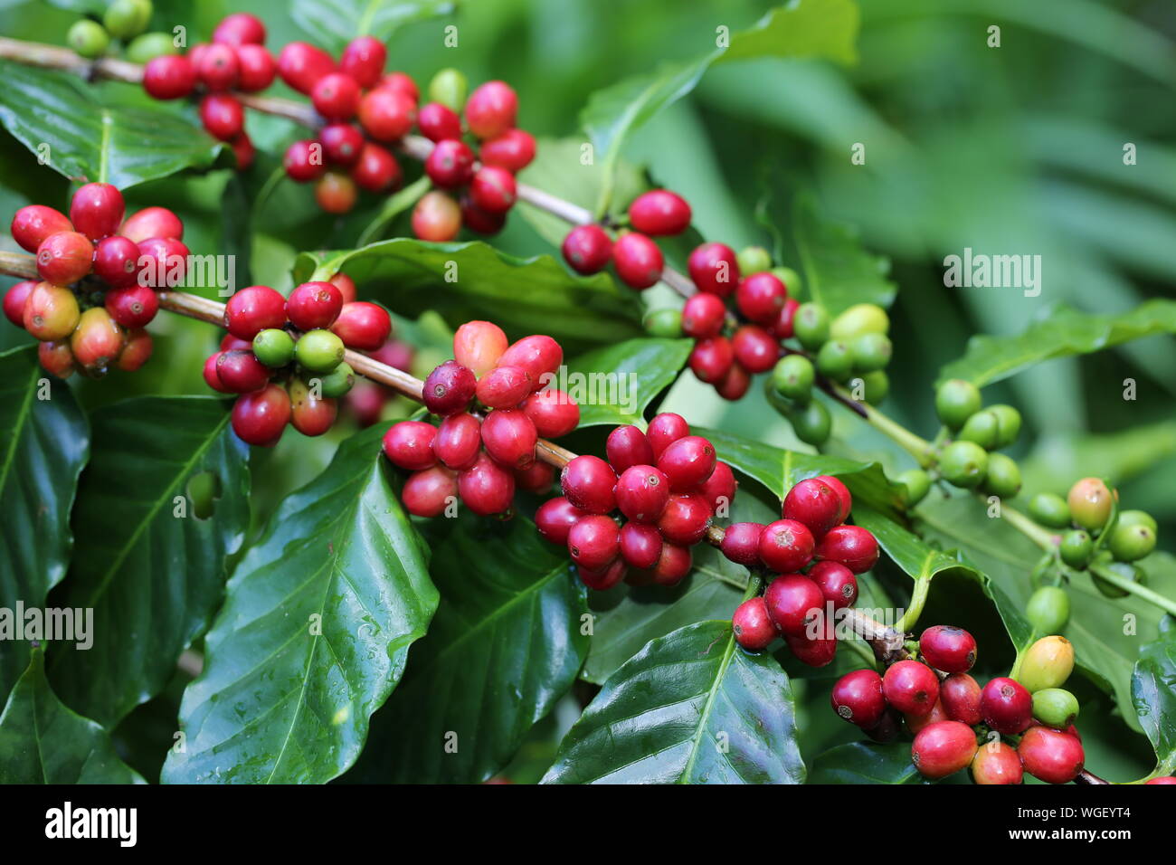 Ripe coffee berries Stock Photo - Alamy