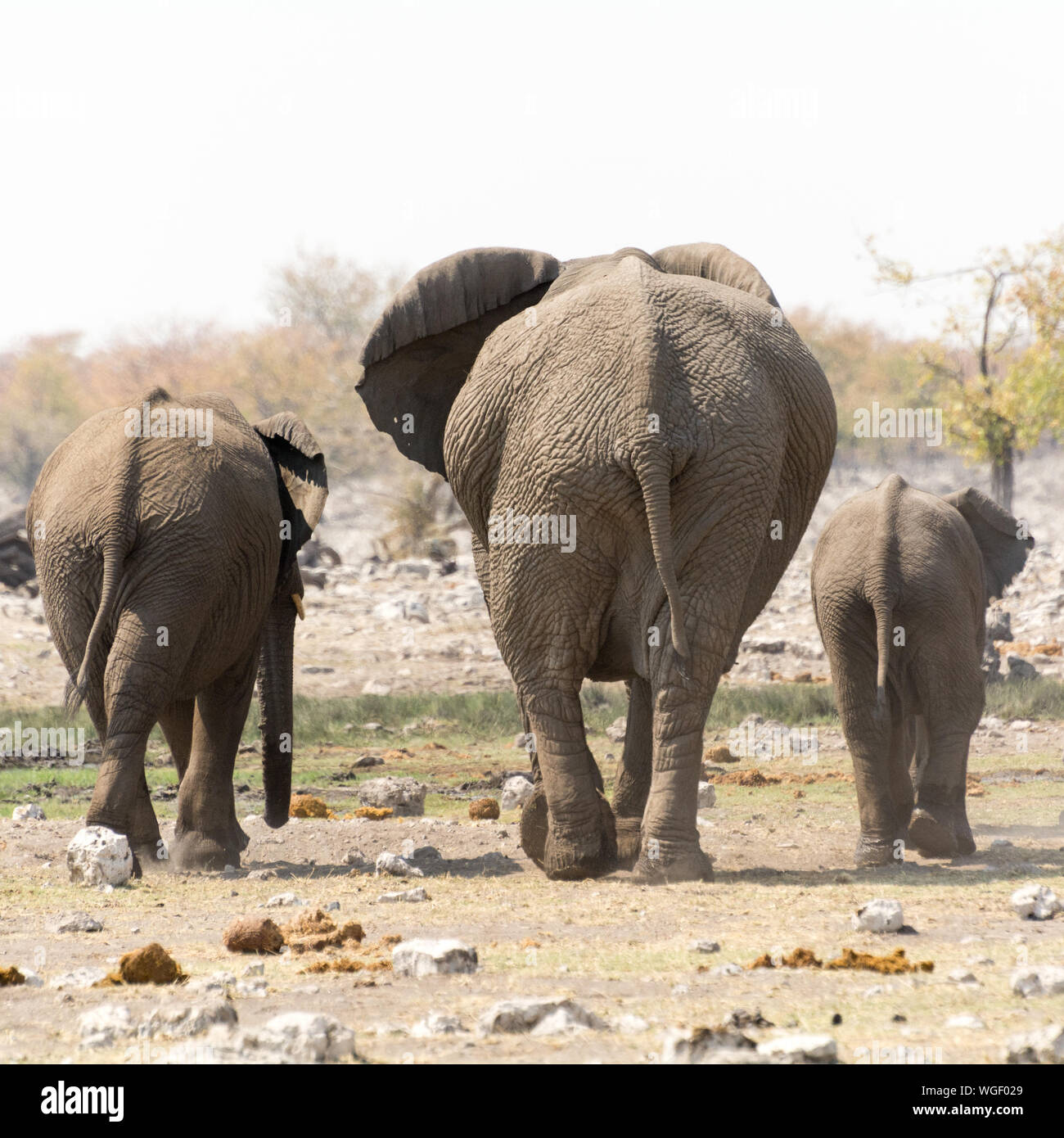 Rear view of elephants hi-res stock photography and images - Alamy