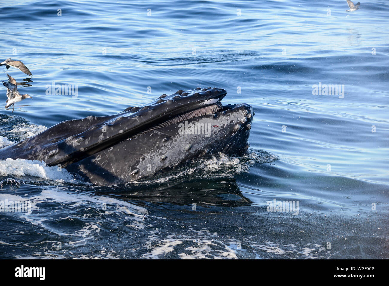Whale birds hi-res stock photography and images - Alamy