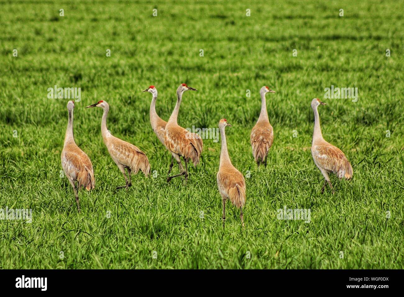 Rear of birds hi-res stock photography and images - Alamy