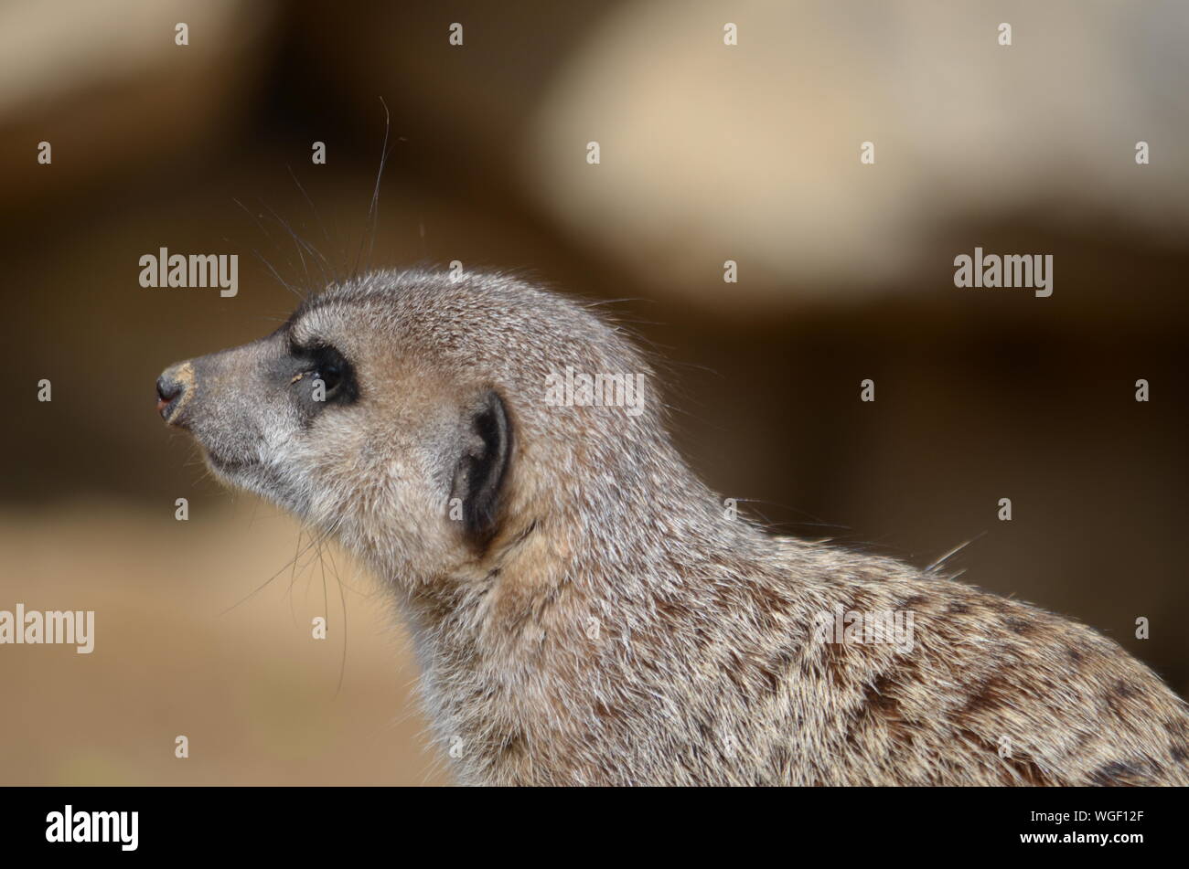 Meerkat side hi-res stock photography and images - Alamy