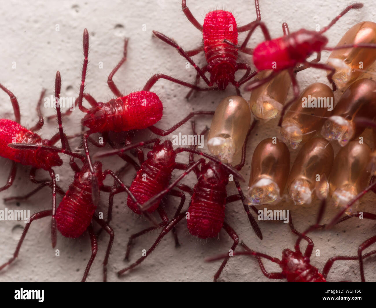 Insects new life hi-res stock photography and images - Alamy