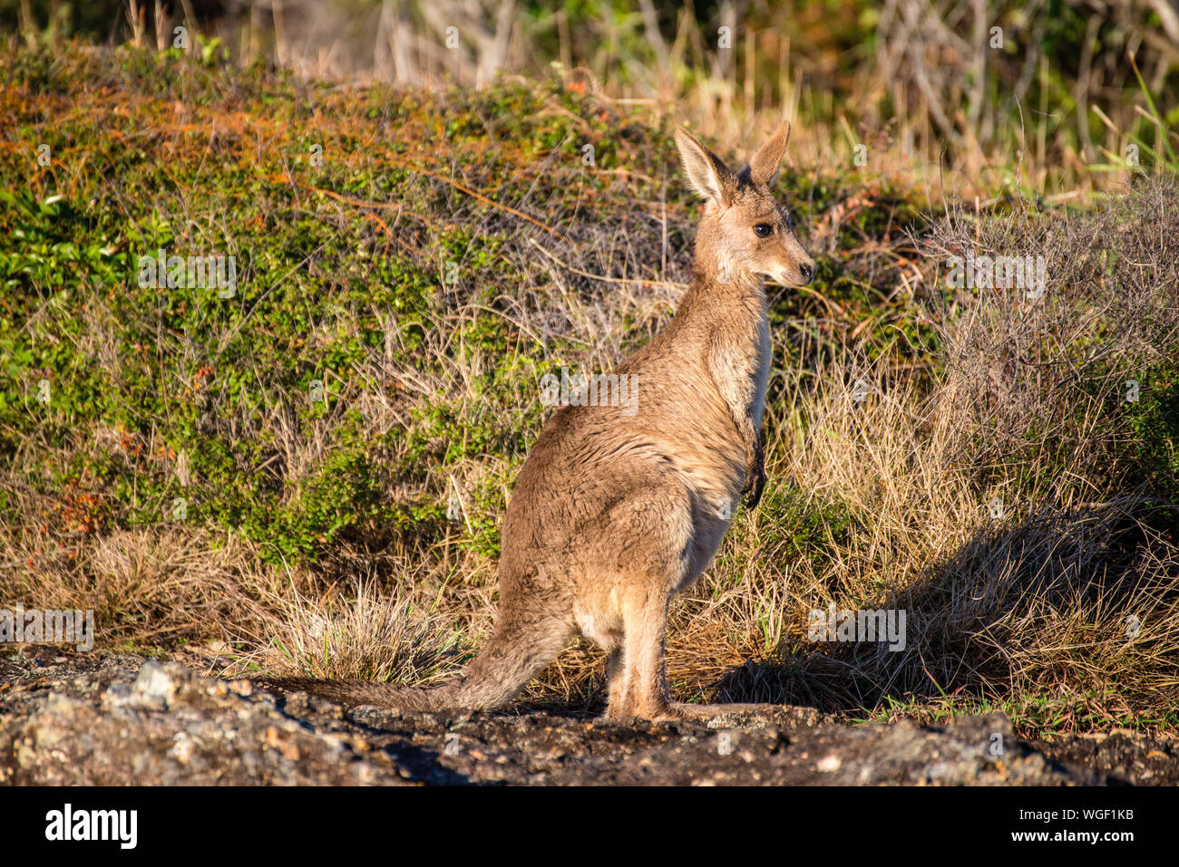 Young male kangaroo standing hi-res stock photography and images - Alamy