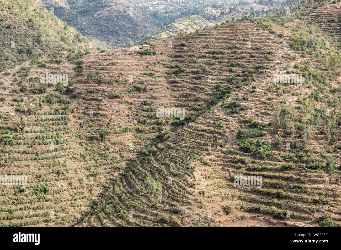 Khat ethiopia hi-res stock photography and images - Alamy