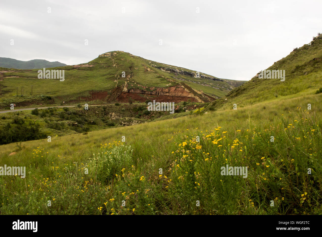 Austro afro alpine grassland hi-res stock photography and images - Alamy