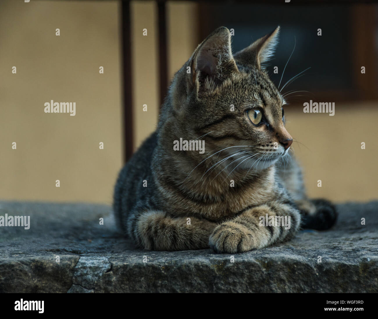 Portrait of cat looking away Stock Photo - Alamy