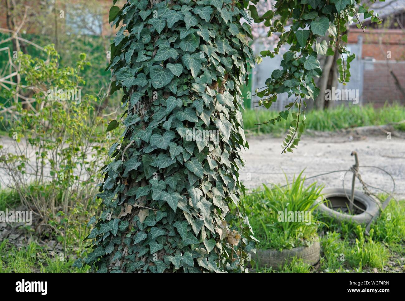 Lush ivy tree trunk hi-res stock photography and images - Alamy