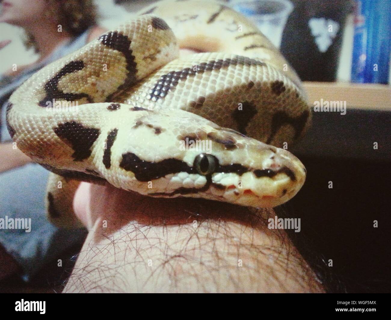 Snake on human hand High Resolution Stock Photography and Images - Alamy