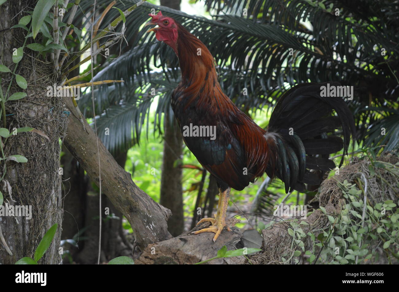 Crest Of Rooster Plant High Resolution Stock Photography and Images - Alamy