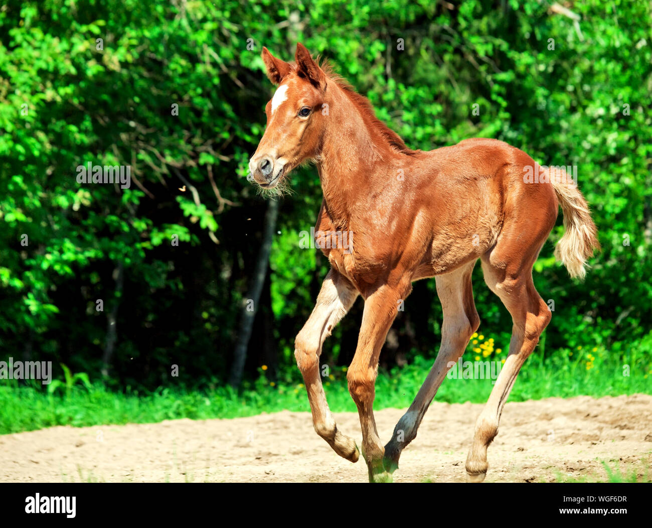 Foal running hi-res stock photography and images - Alamy