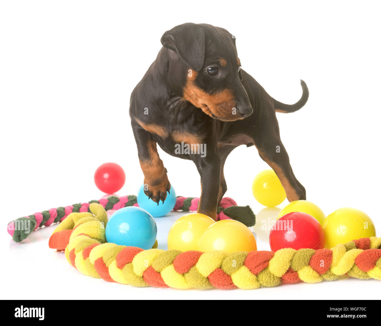 White background multi colored hi-res stock photography and images - Alamy