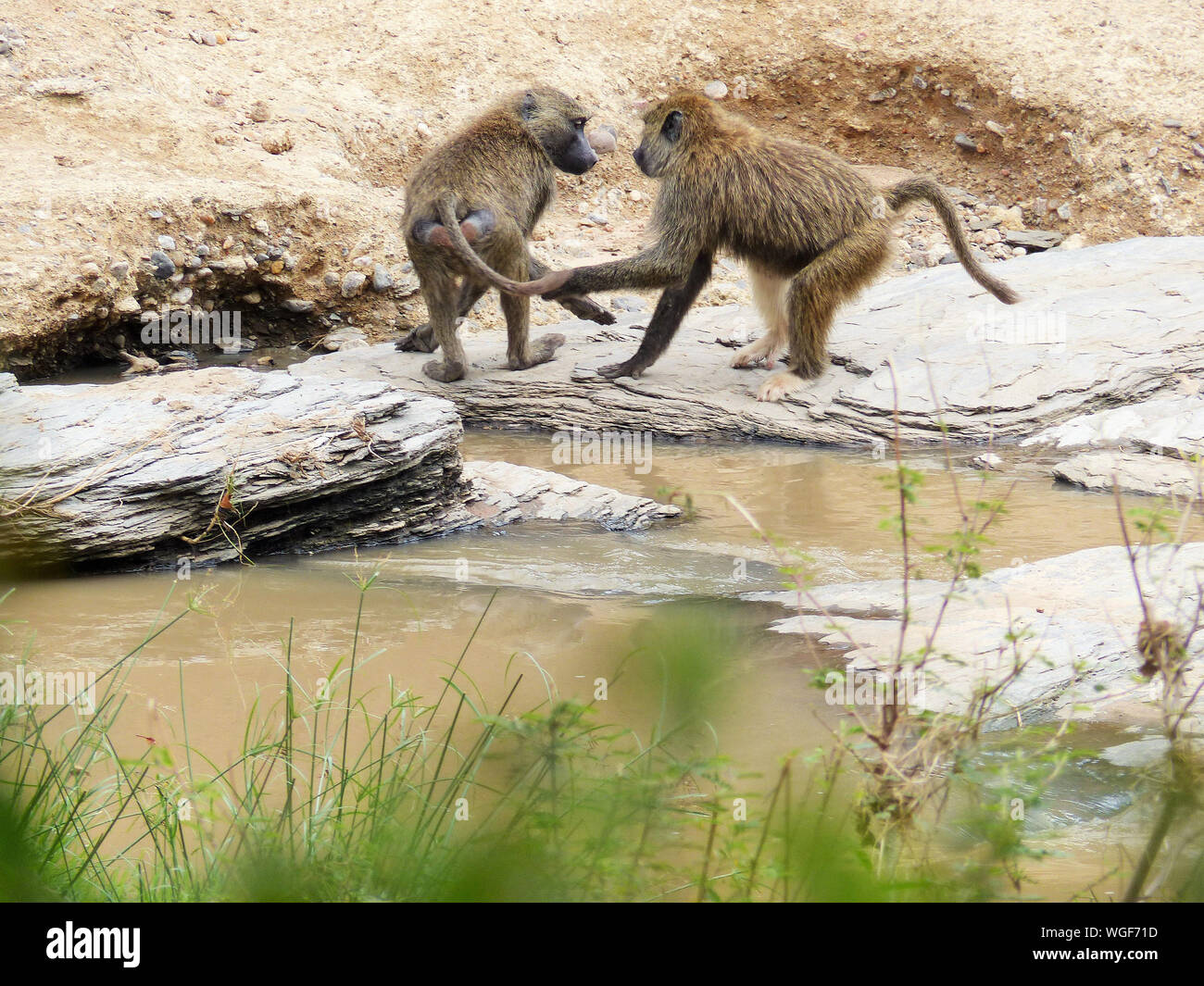 Monkeys rock hi-res stock photography and images - Alamy