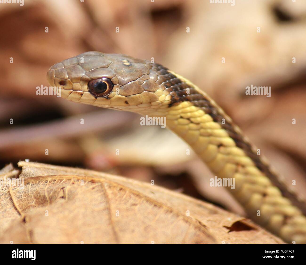 Dry snake hi-res stock photography and images - Alamy