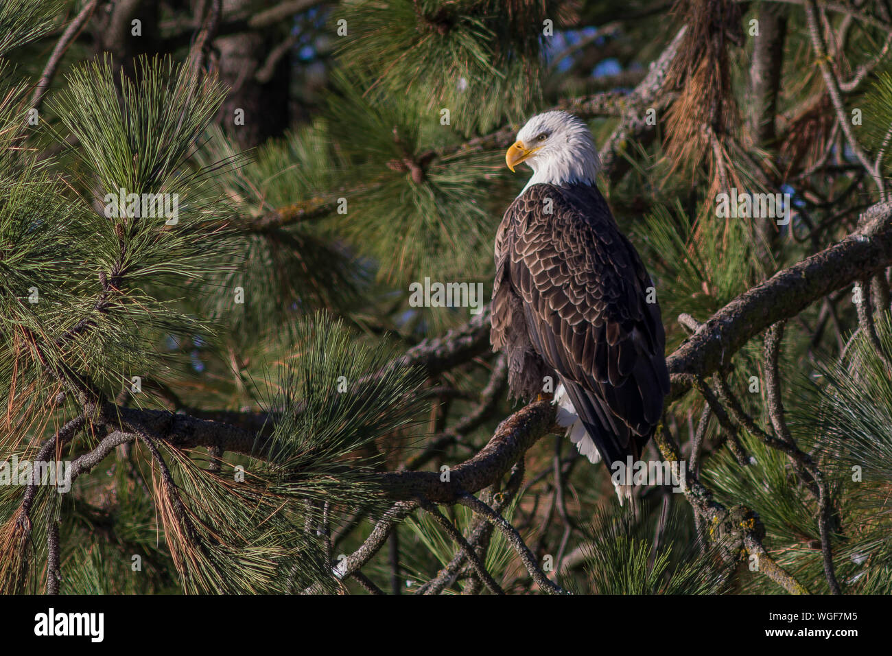 Bald eagle on tree branch hi-res stock photography and images - Alamy