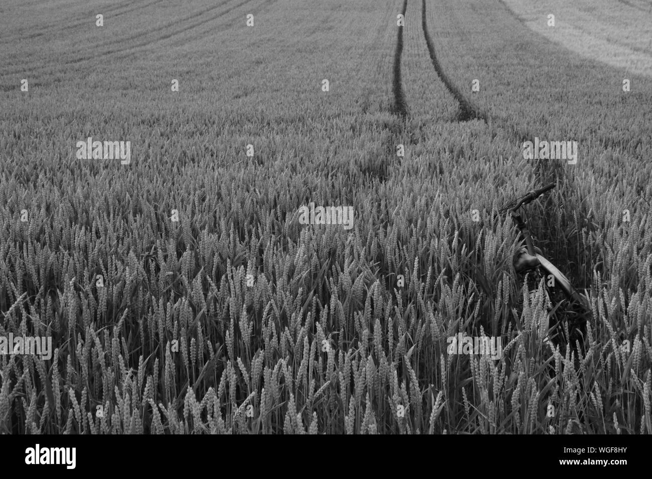 Wheat field crop Black and White Stock Photos & Images - Alamy
