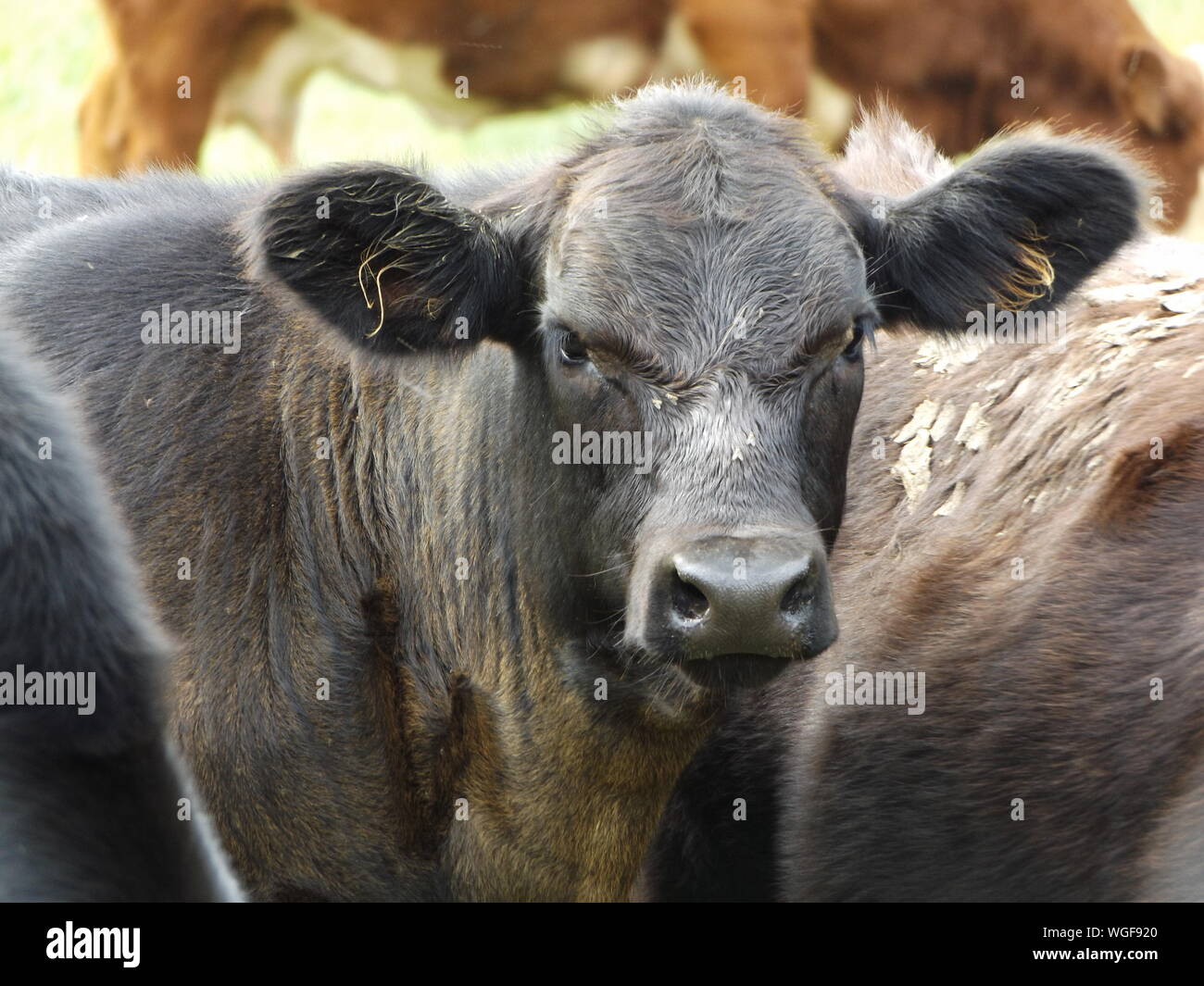 Portrait Domestic Water Buffalo High Resolution Stock Photography and ...