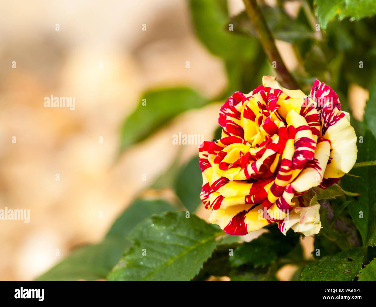 Lantana camara rose flower hi-res stock photography and images - Alamy