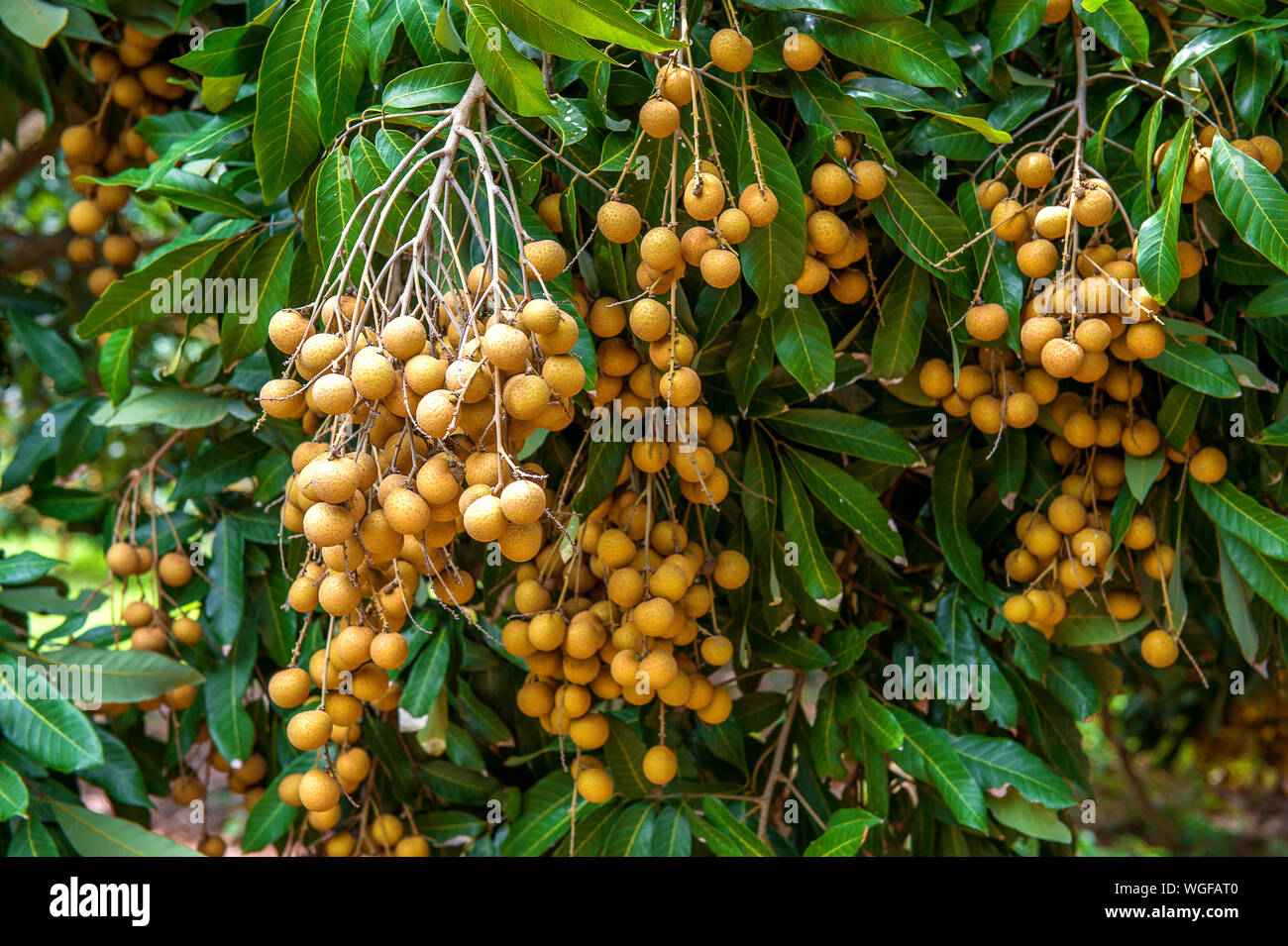 Growing of fruits hi-res stock photography and images - Alamy