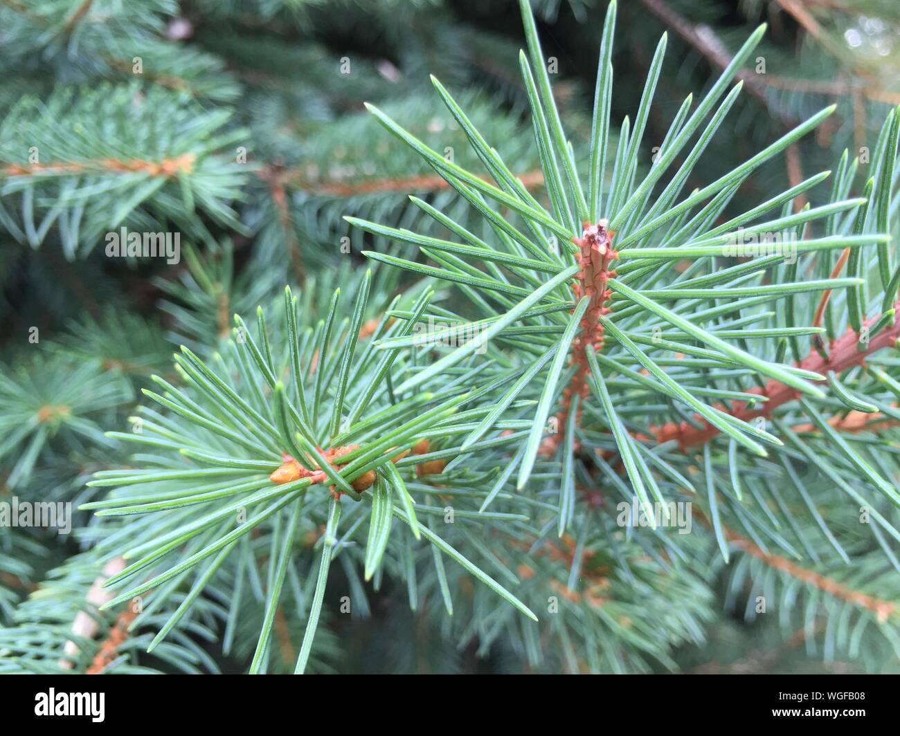Pine tree leaves hi-res stock photography and images - Alamy