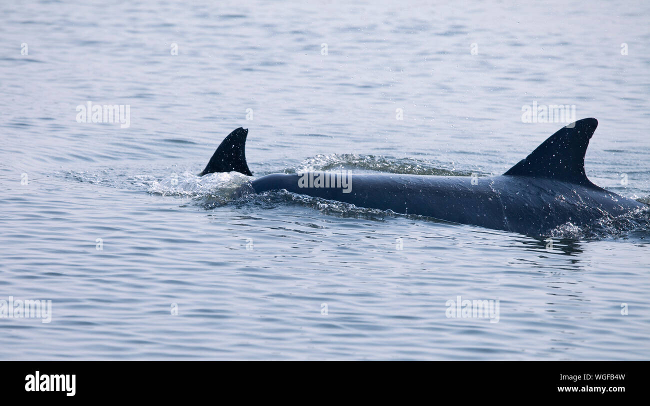 Mother baby dolphin hi-res stock photography and images - Alamy